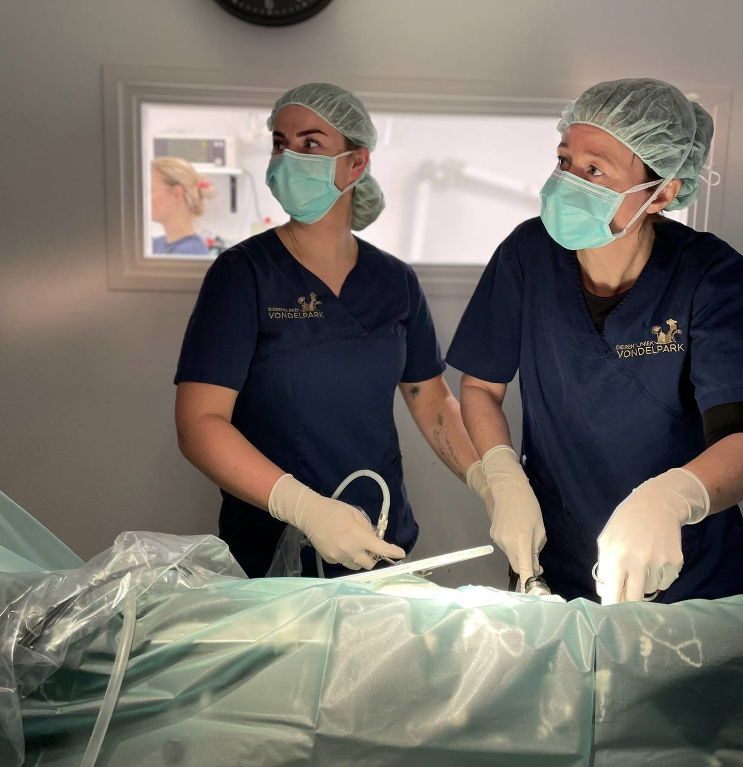 Laparoscopic Spay in Dogs | De Dierenkliniek