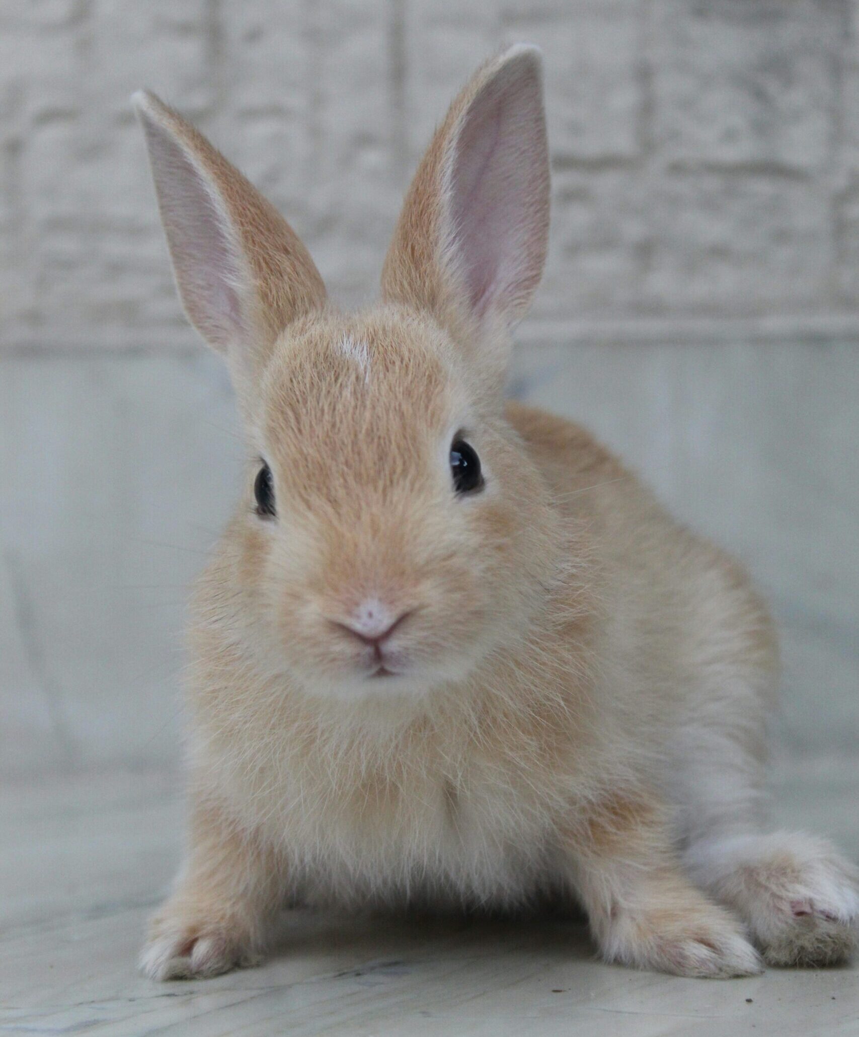 The health of your rabbit | De Dierenkliniek